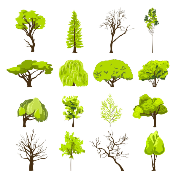 7 astuces pour reconnaître les arbres (feuilles, tronc, fruits...)